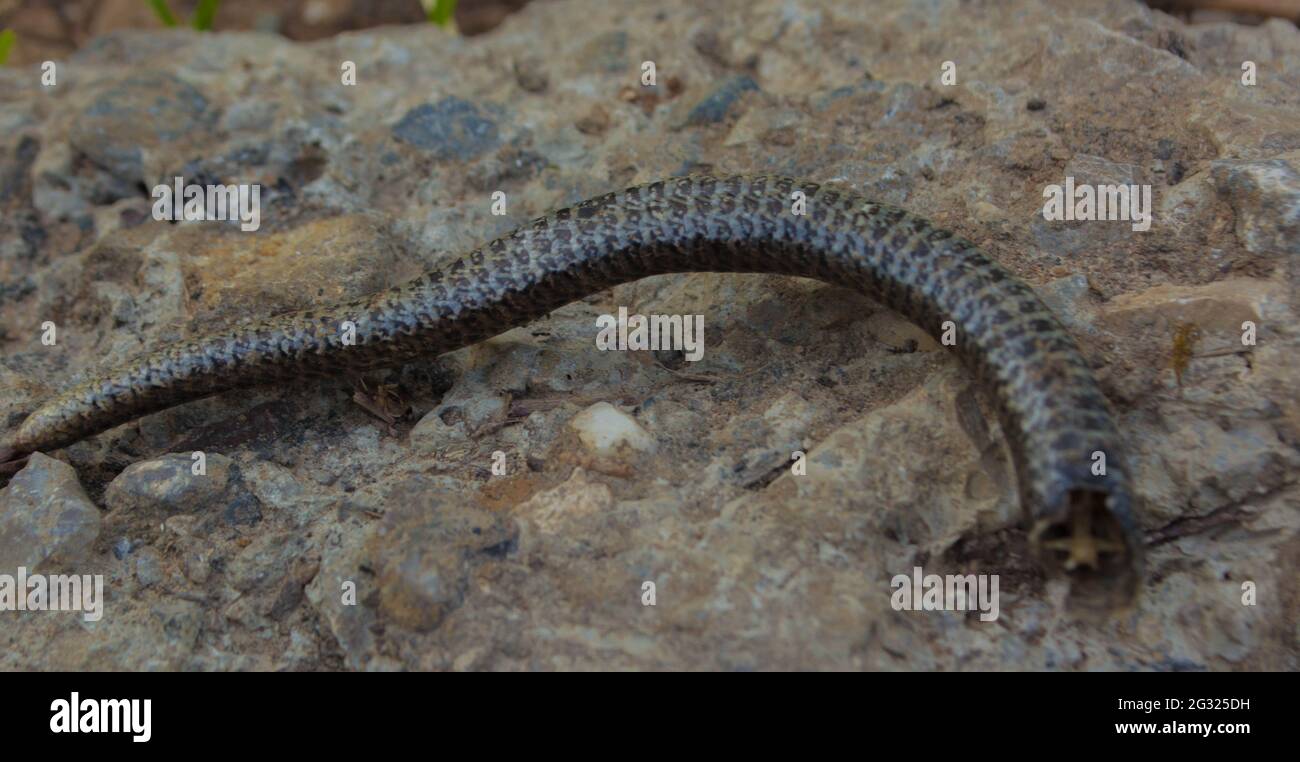 Snake skin moulting hi-res stock photography and images - Alamy