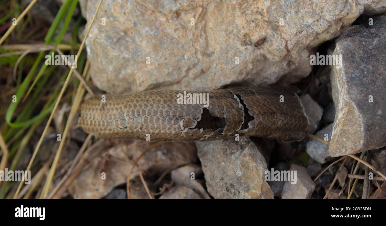 Snakeskin, molting, moulting, Snake shell, snake skin, snake scales ...