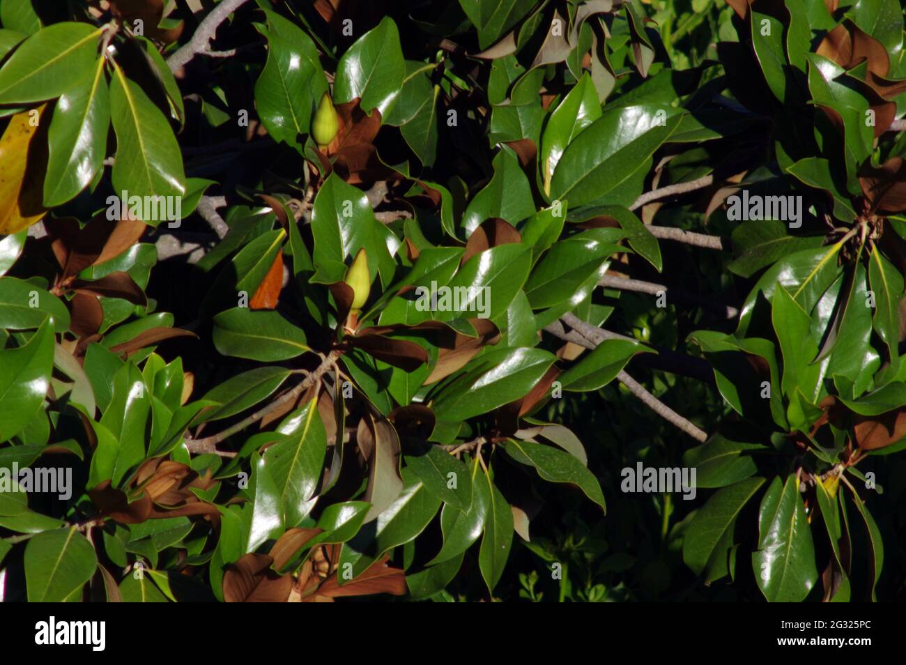 Ficus tree leaves in Sardinian garden Stock Photo - Alamy