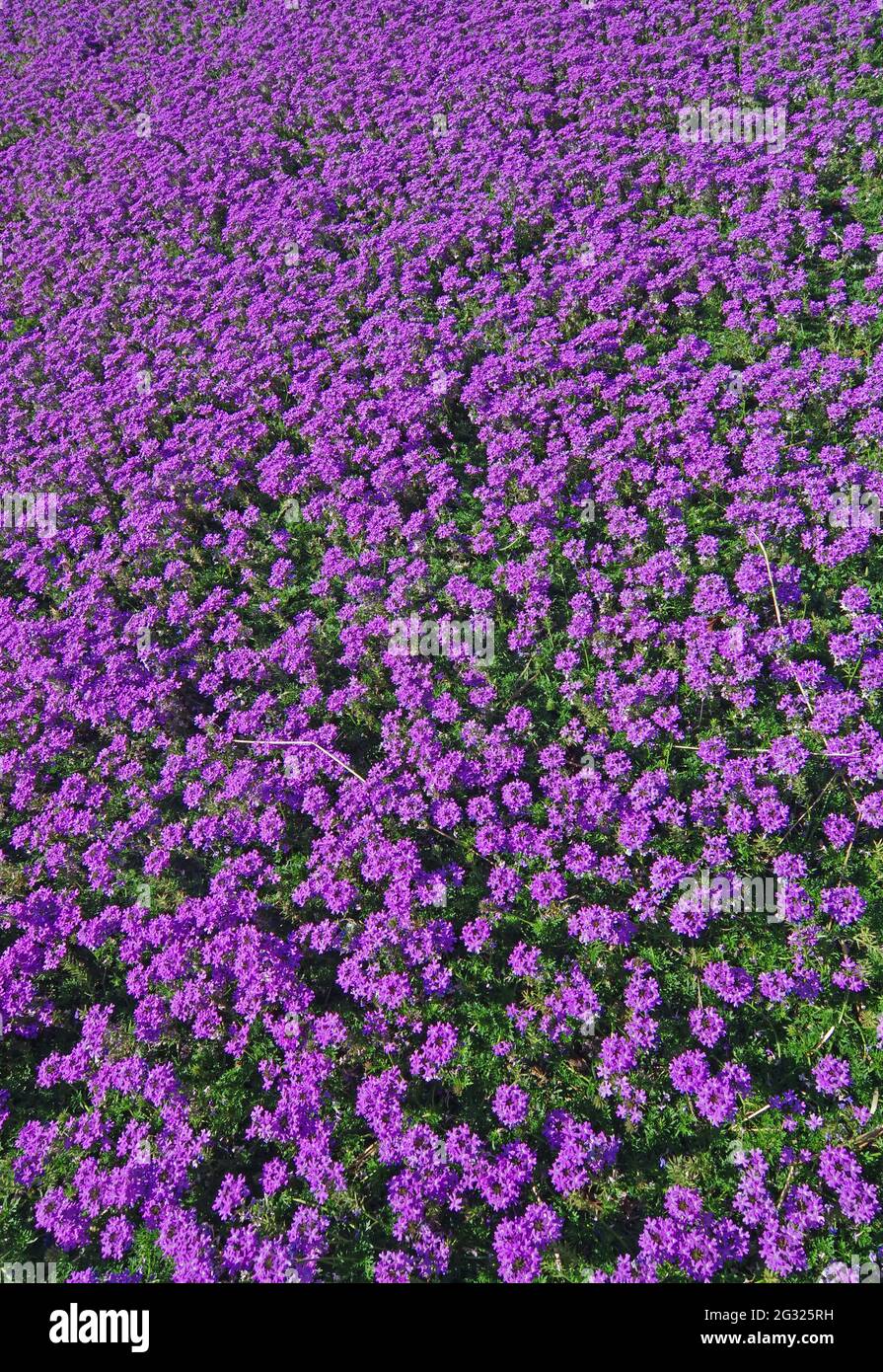 Violet flowers in Sardinian garden Stock Photo - Alamy