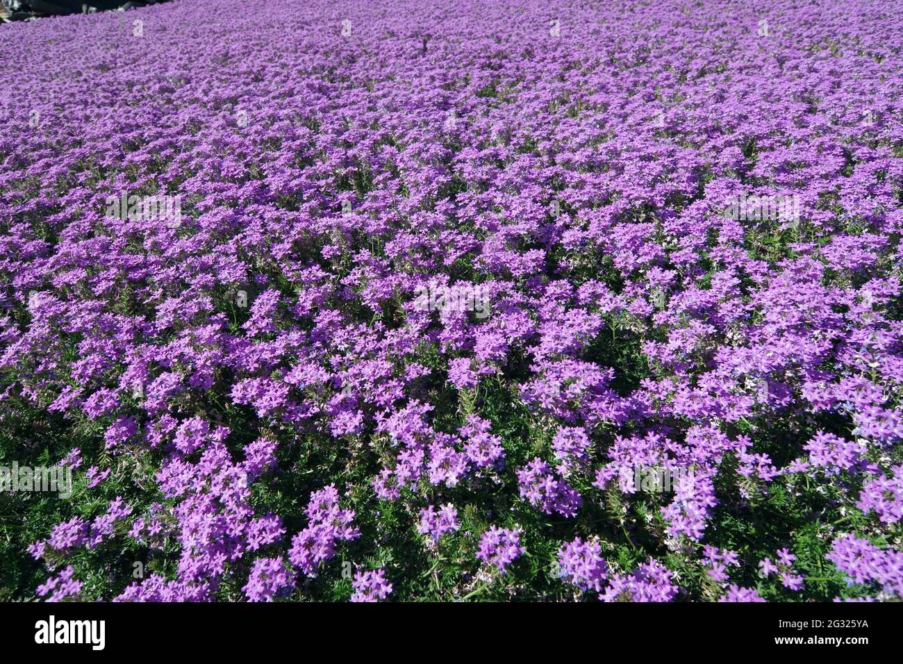 Violet flowers in Sardinian garden Stock Photo - Alamy