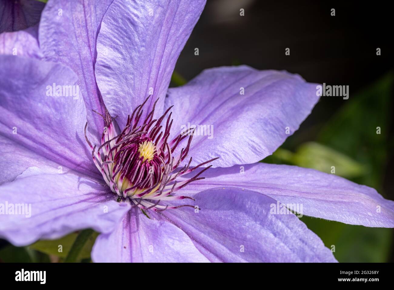 Bernadine hi-res stock photography and images - Alamy