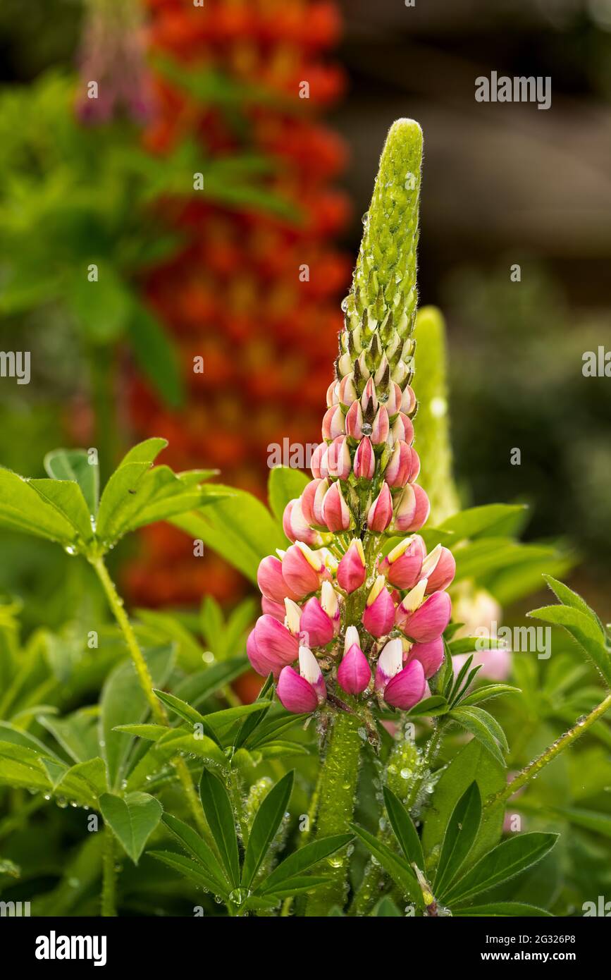 Lupinus polyphyllus Legendary Rose Shades Stock Photo - Alamy