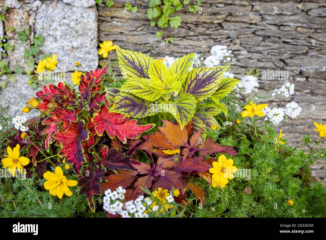 Wonderful mint family with different colours in a local recreation area ...