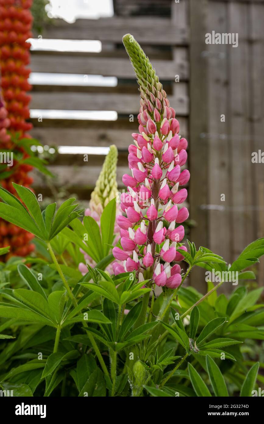 Lupinus polyphyllus Legendary Rose Shades Stock Photo - Alamy