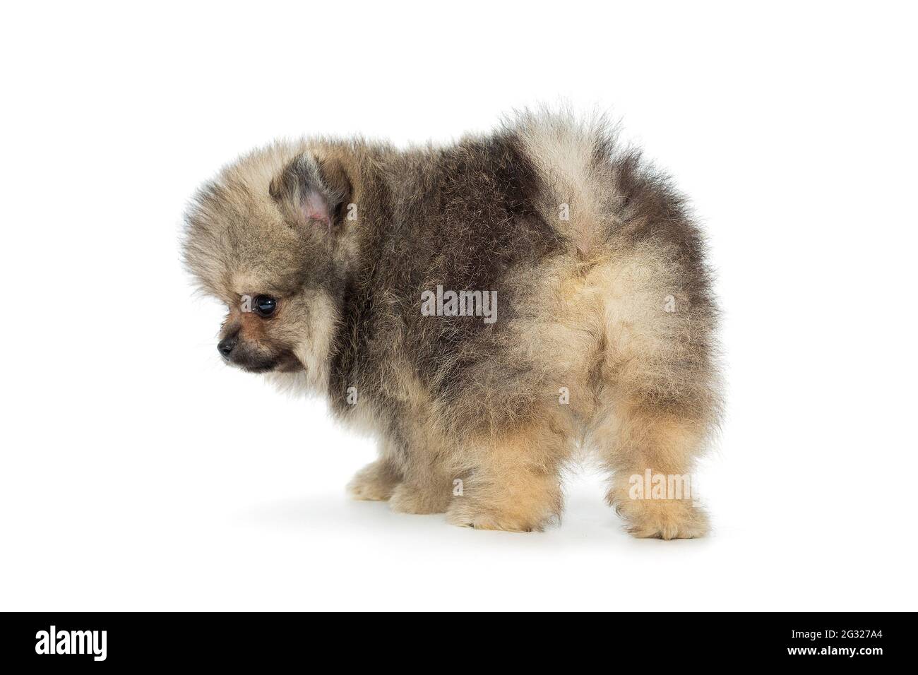 Small Pomeranian puppy, rear view, isolated on white background Stock ...