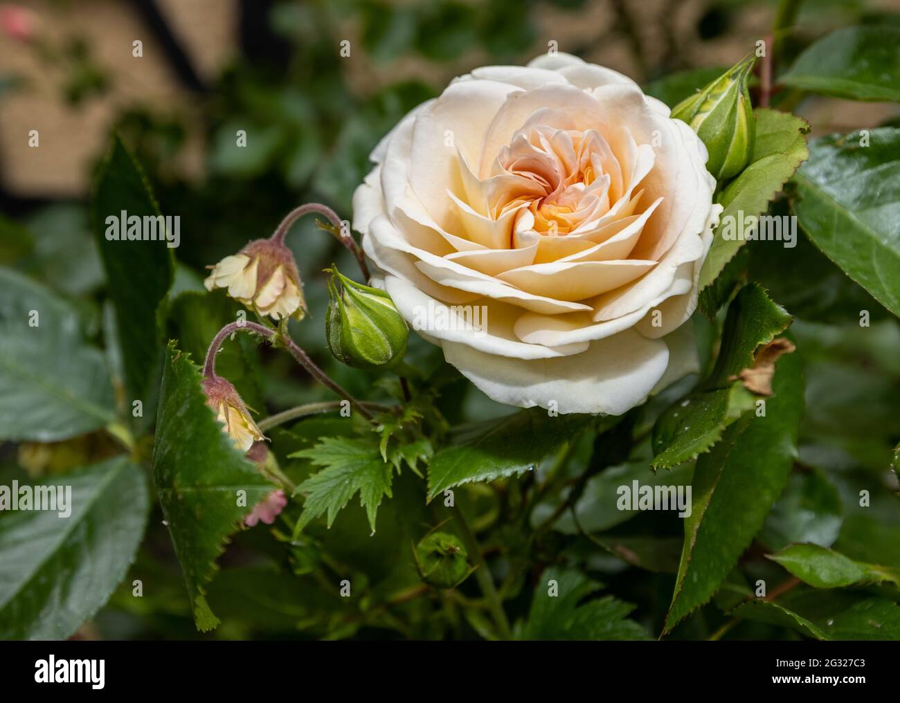 Timeless roses hi-res stock photography and images - Alamy