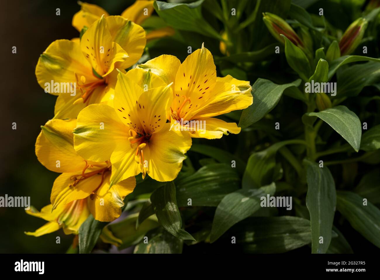 Alstroemeria 'Princess Lisa' Stock Photo - Alamy