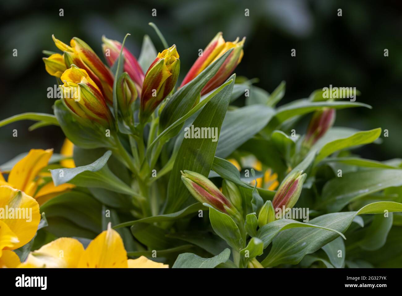 Alstroemeria 'Princess Lisa' Stock Photo - Alamy