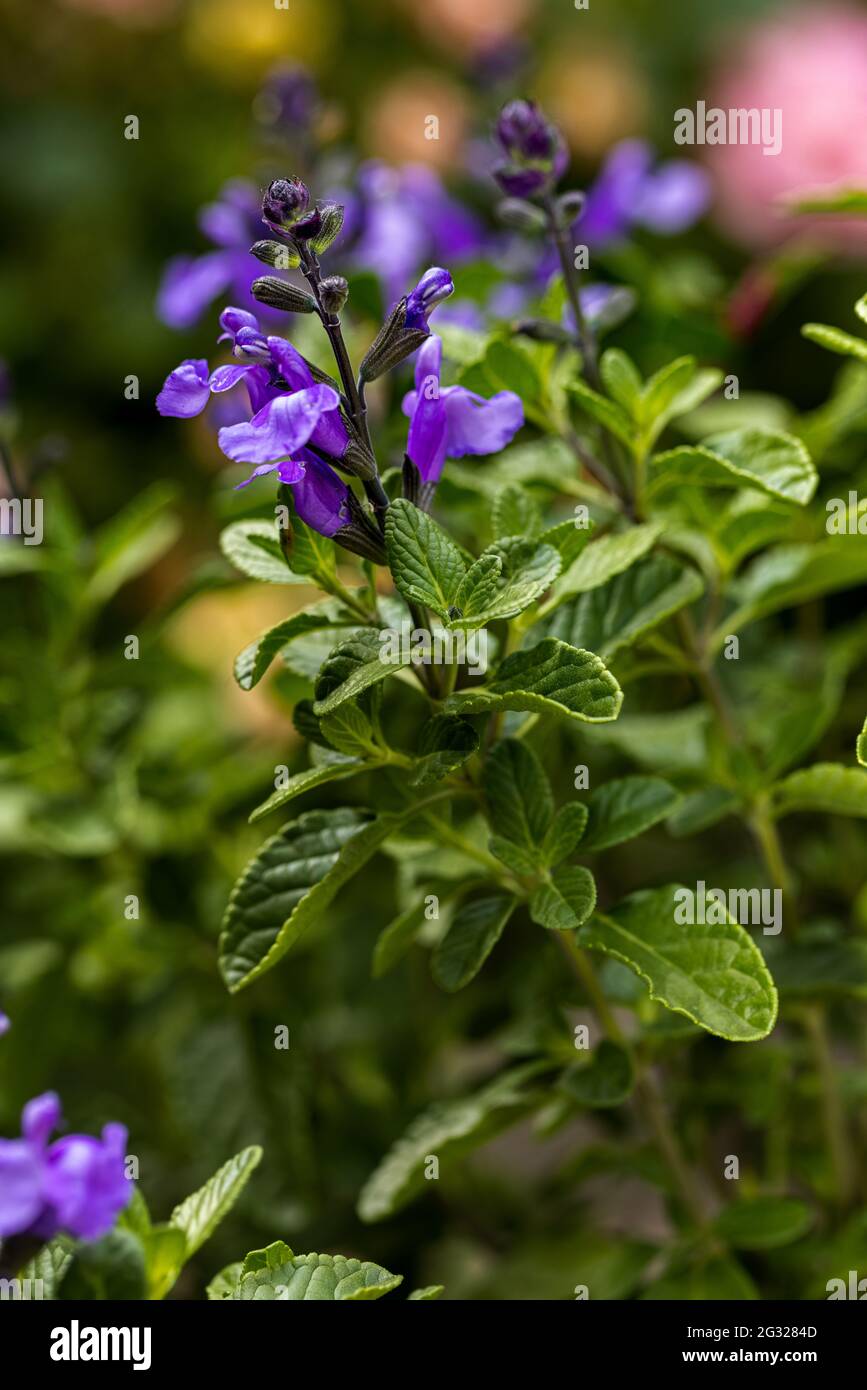 Salvia microphylla blue hi-res stock photography and images - Alamy