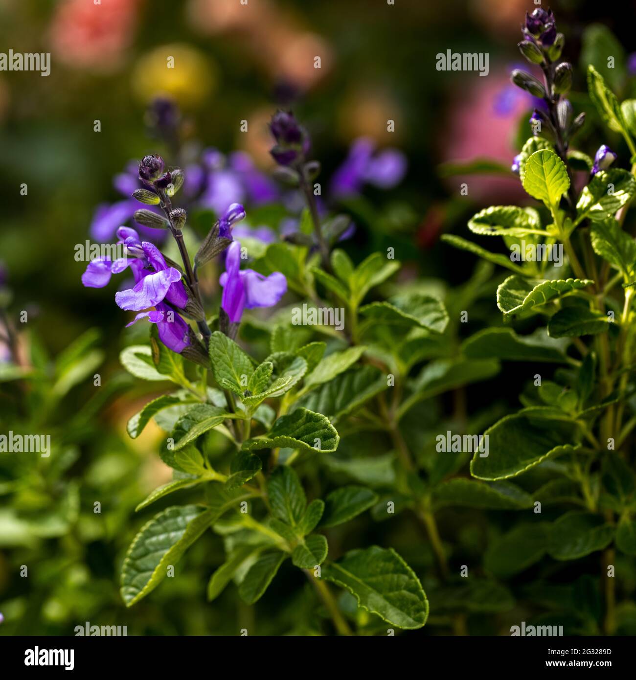 Salvia microphylla blue hi-res stock photography and images - Alamy