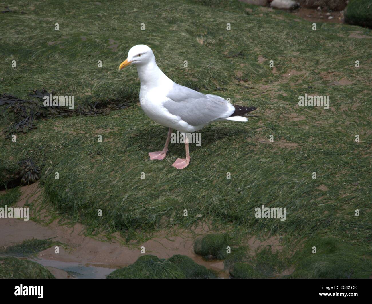 Beach foraging hi-res stock photography and images - Alamy