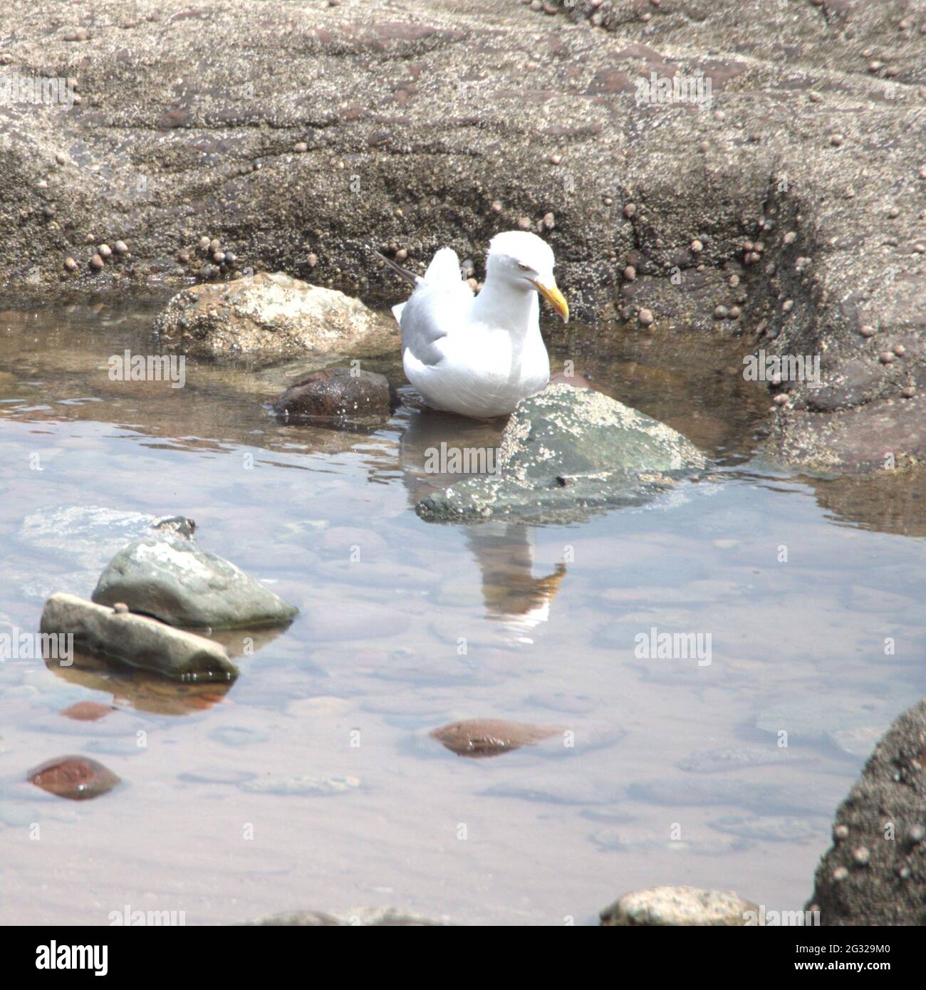 Common Gull on New Brighton Beach foraging the rock pools for food ...