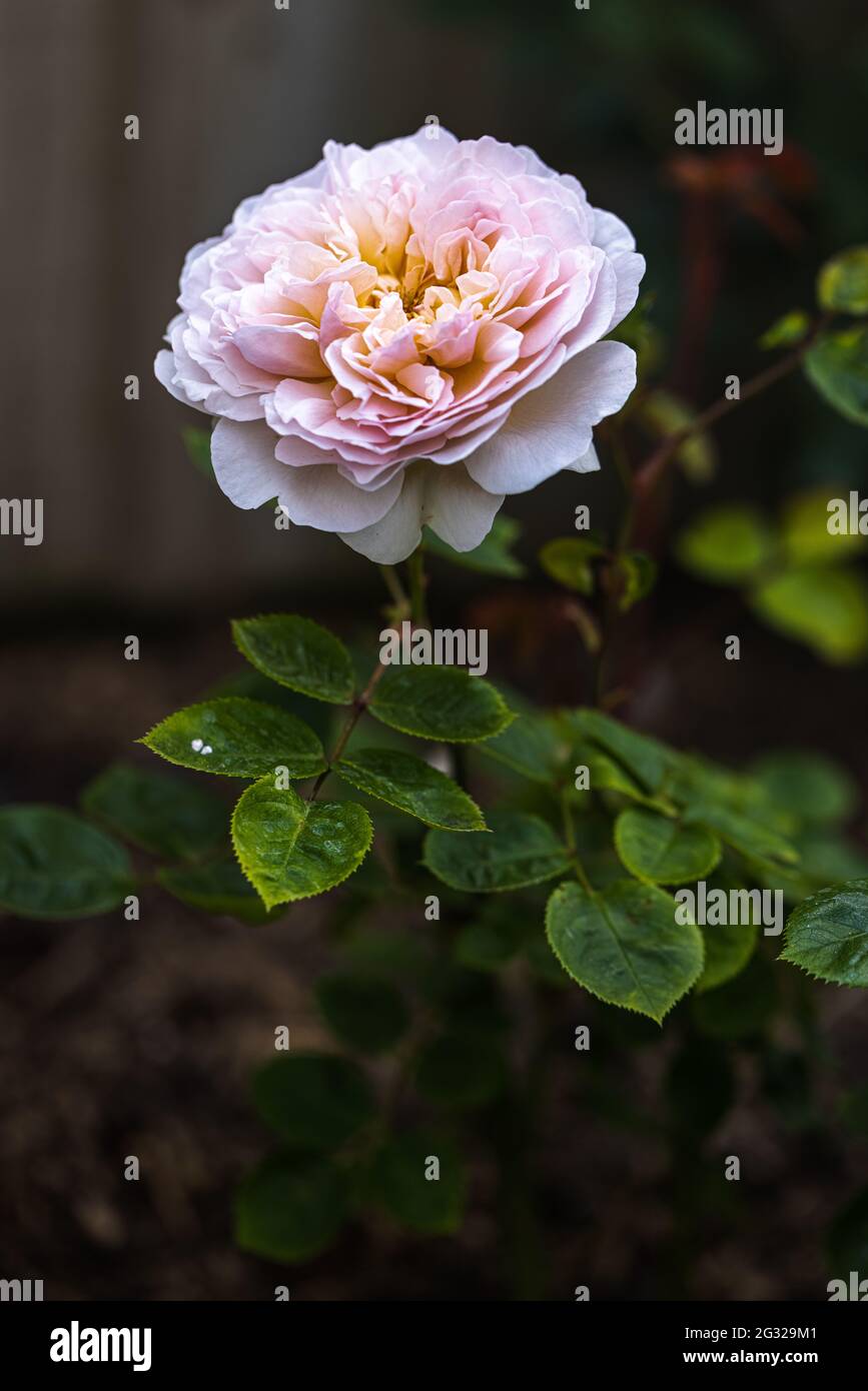 Rose timeless hi-res stock photography and images - Alamy
