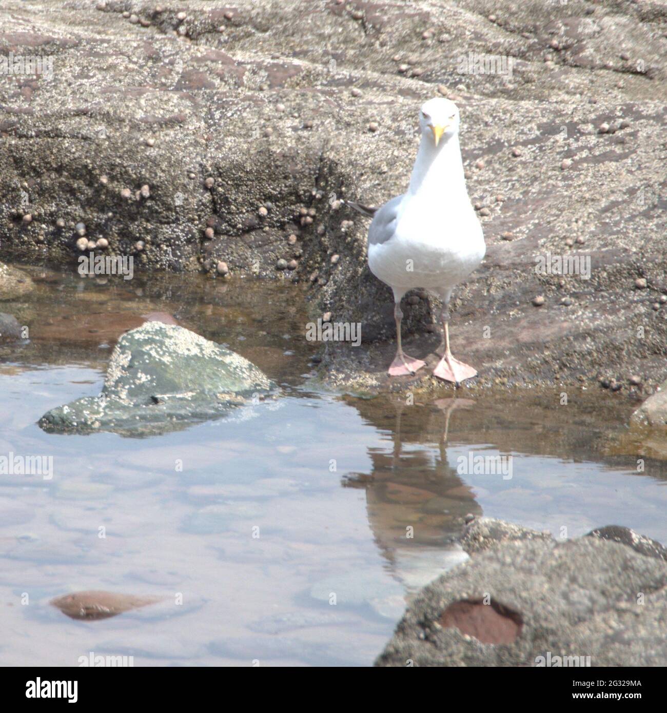 Common Gull on New Brighton Beach foraging the rock pools for food ...