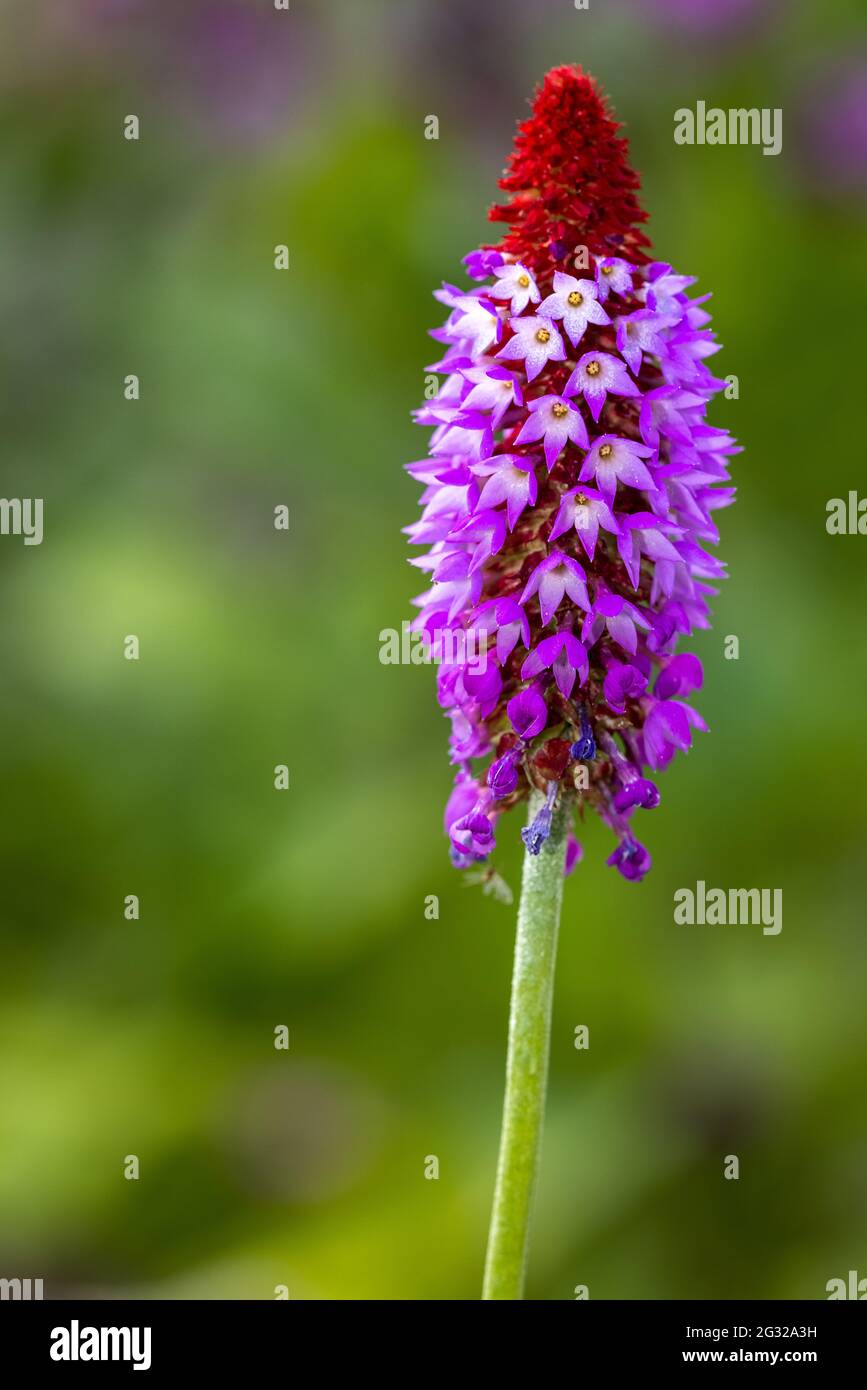 Primula vialii ‘ Vial's primrose’ Stock Photo - Alamy