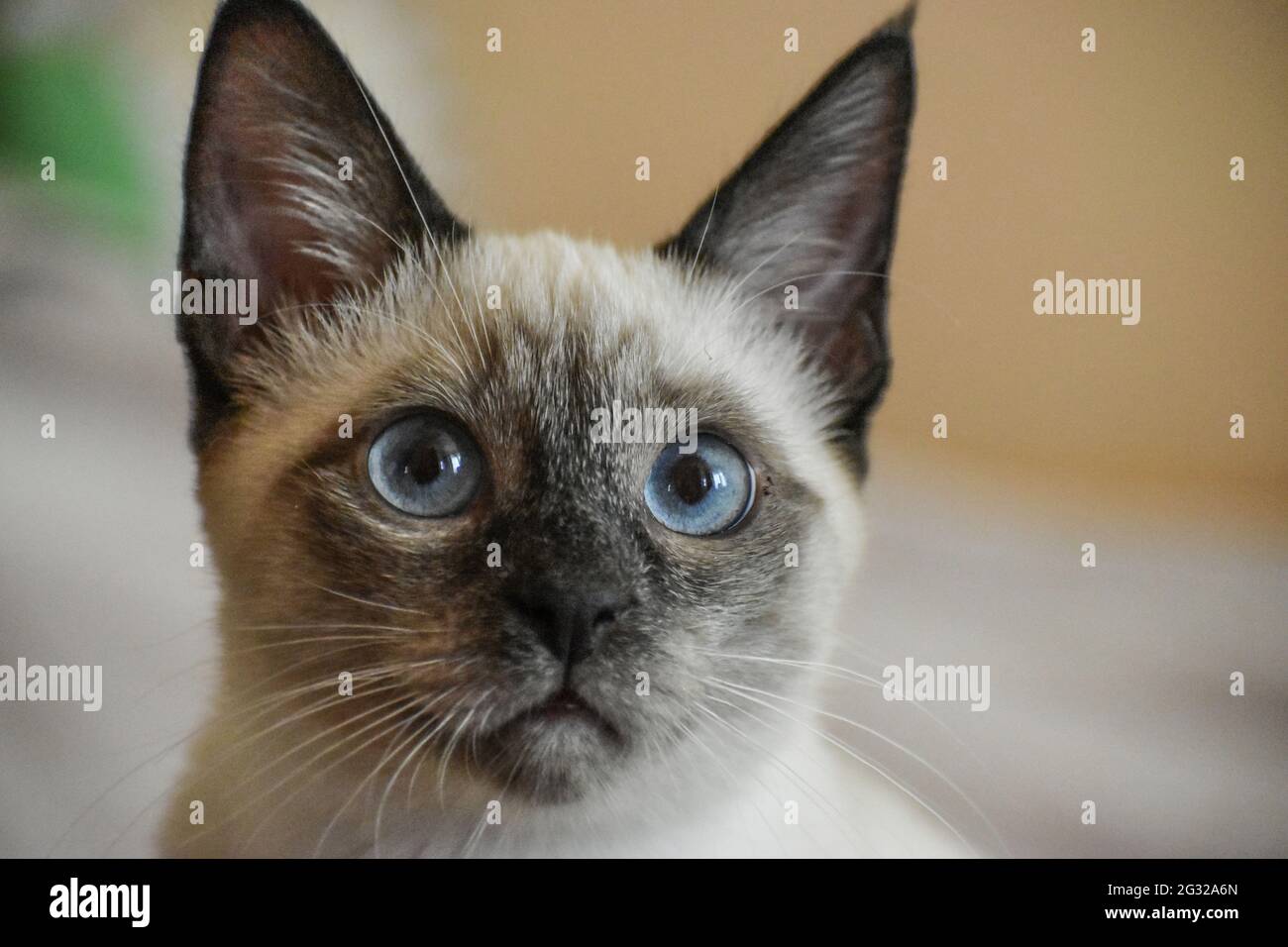 Siamese Cat Breed High Resolution Stock Photography and Images - Alamy