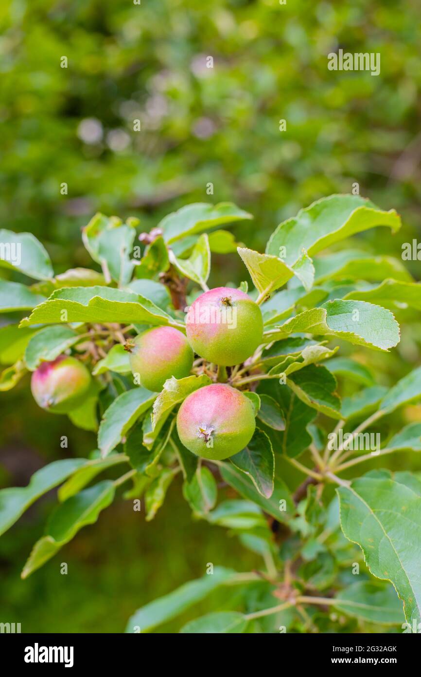 Apple red melba hi-res stock photography and images - Alamy