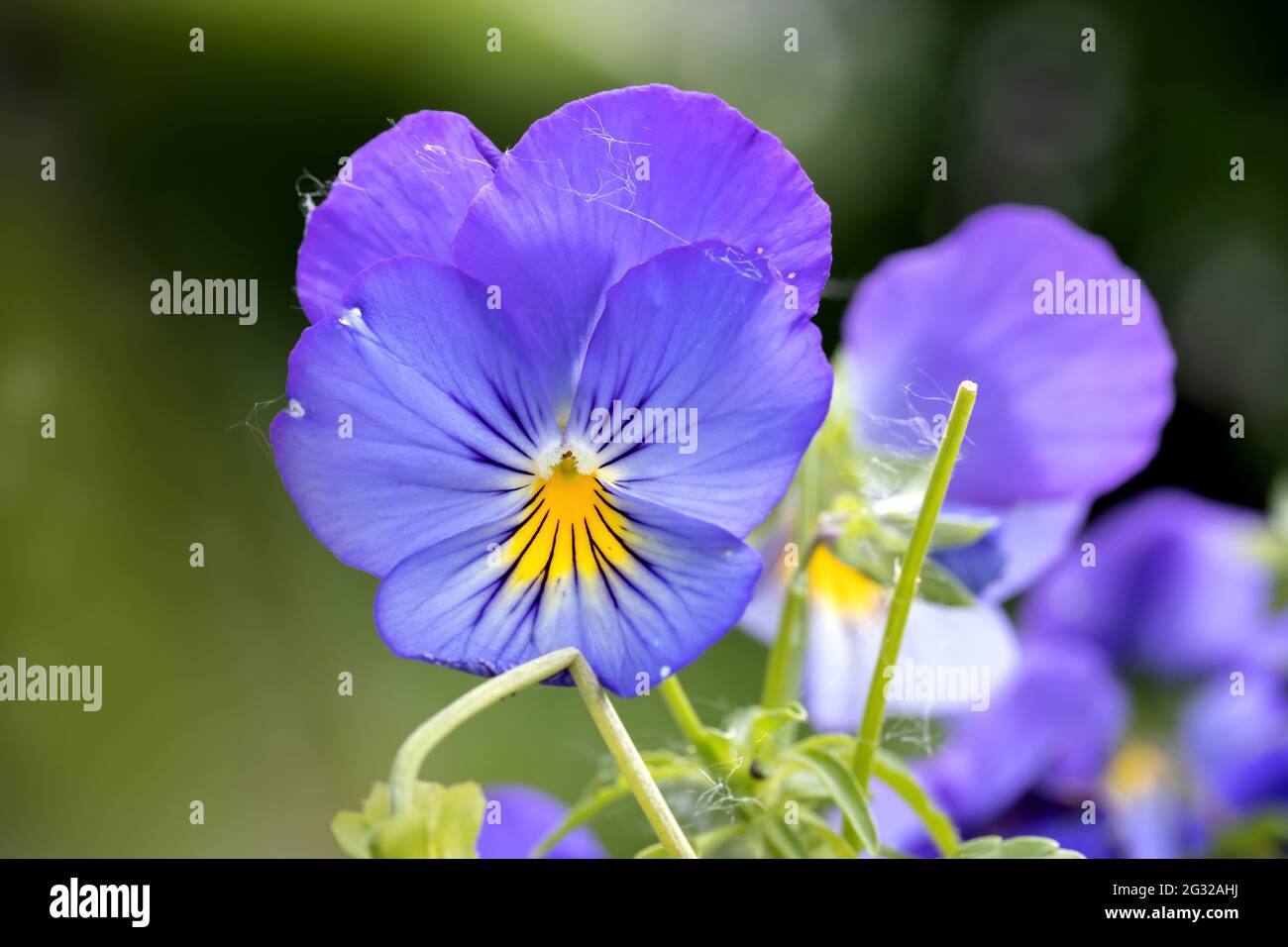 wild violets on a blurr green background Stock Photo - Alamy