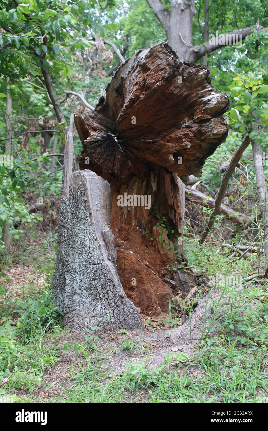 Rotted tree hi-res stock photography and images - Alamy