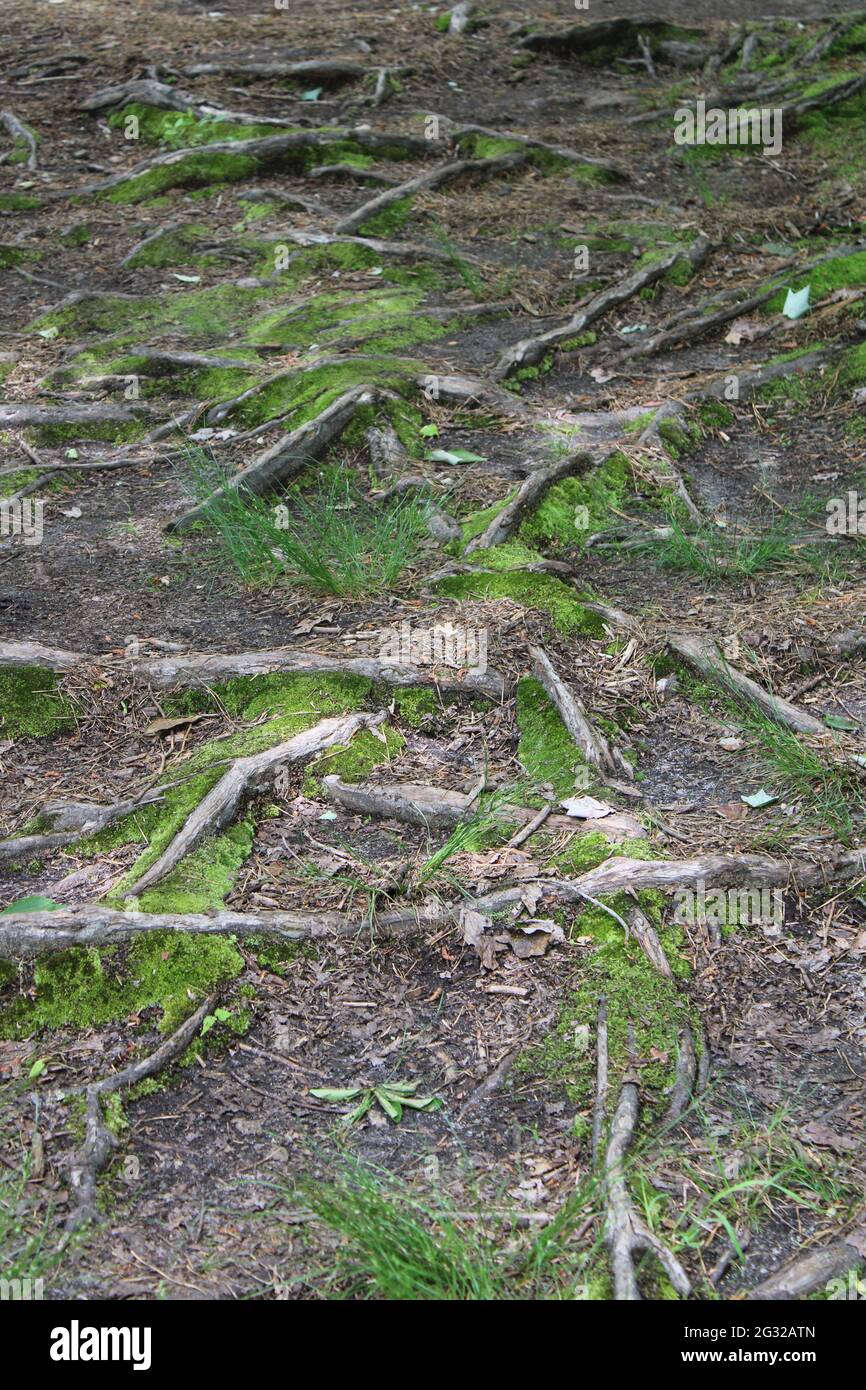 Twisting tree roots hi-res stock photography and images - Alamy