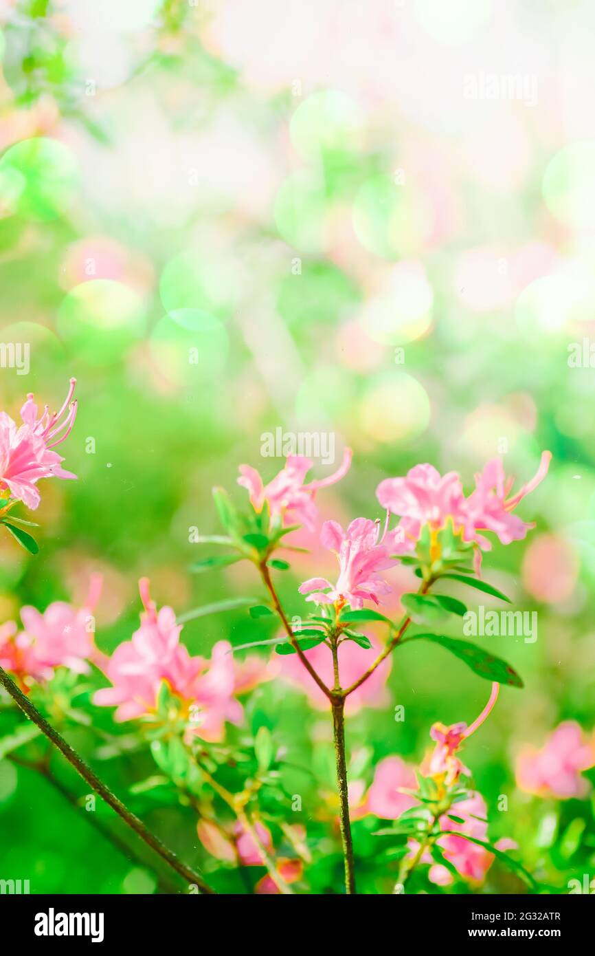 Soft spring background with flowers Stock Photo - Alamy