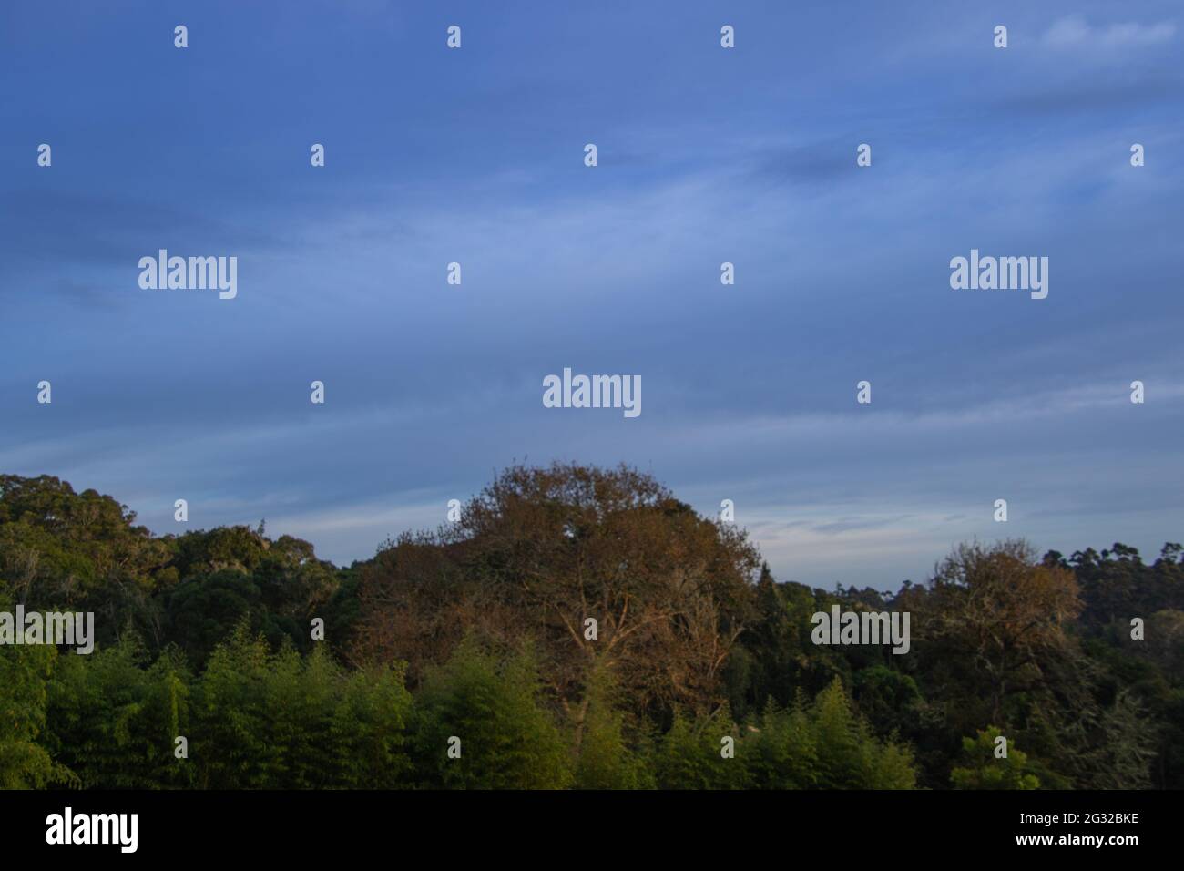 Cloud formations above the forest in Harkerville in South Africa Stock ...