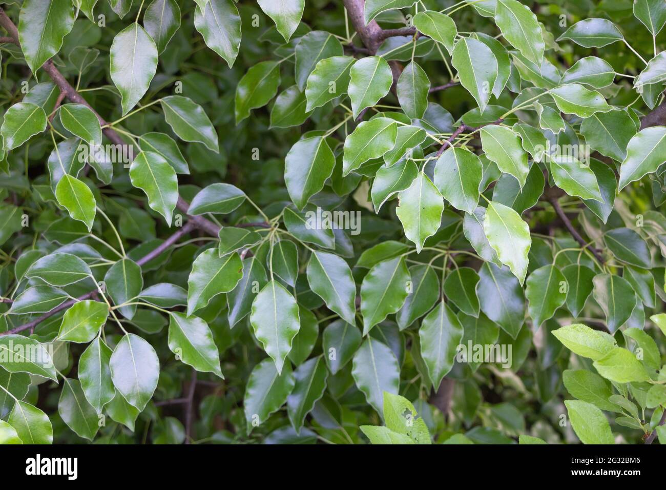 Wild pear tree in the garden with beautiful and shiny leaves Stock ...