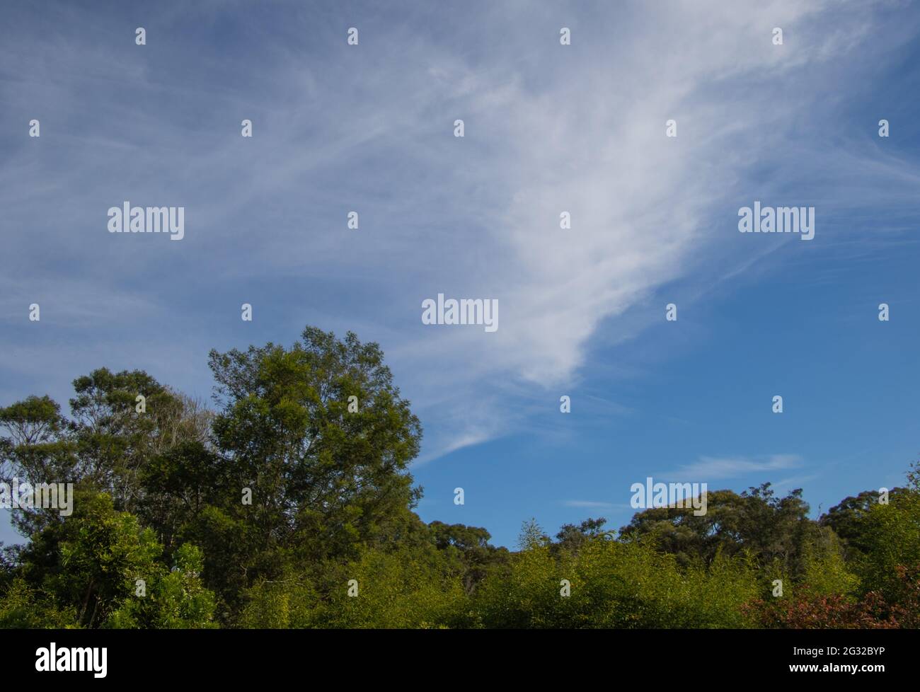 Cloud formations above the forest in Harkerville in South Africa Stock ...