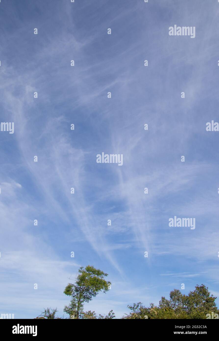 Harkerville forest hi-res stock photography and images - Alamy