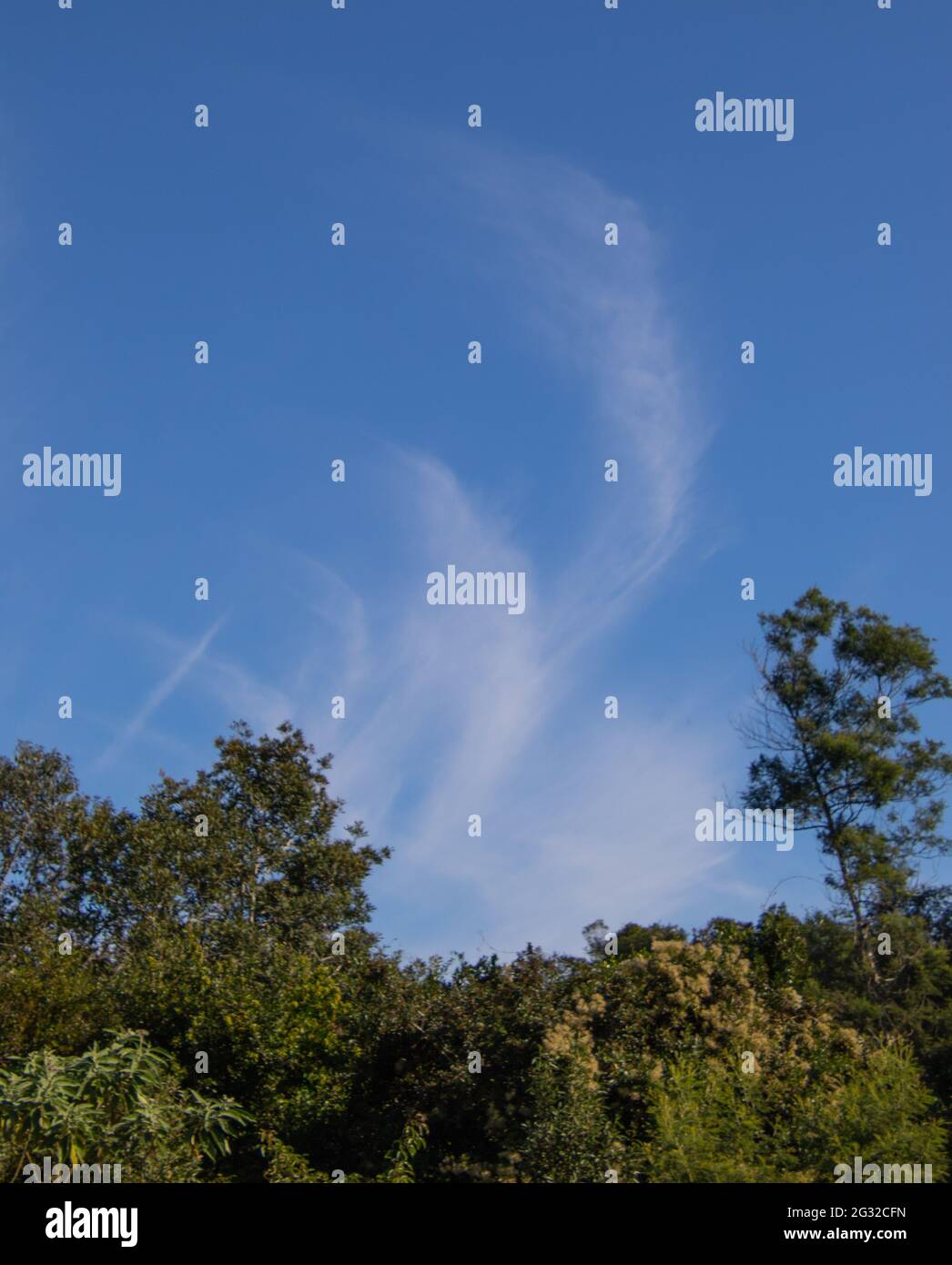 Cloud formations above the forest in Harkerville in South Africa Stock ...
