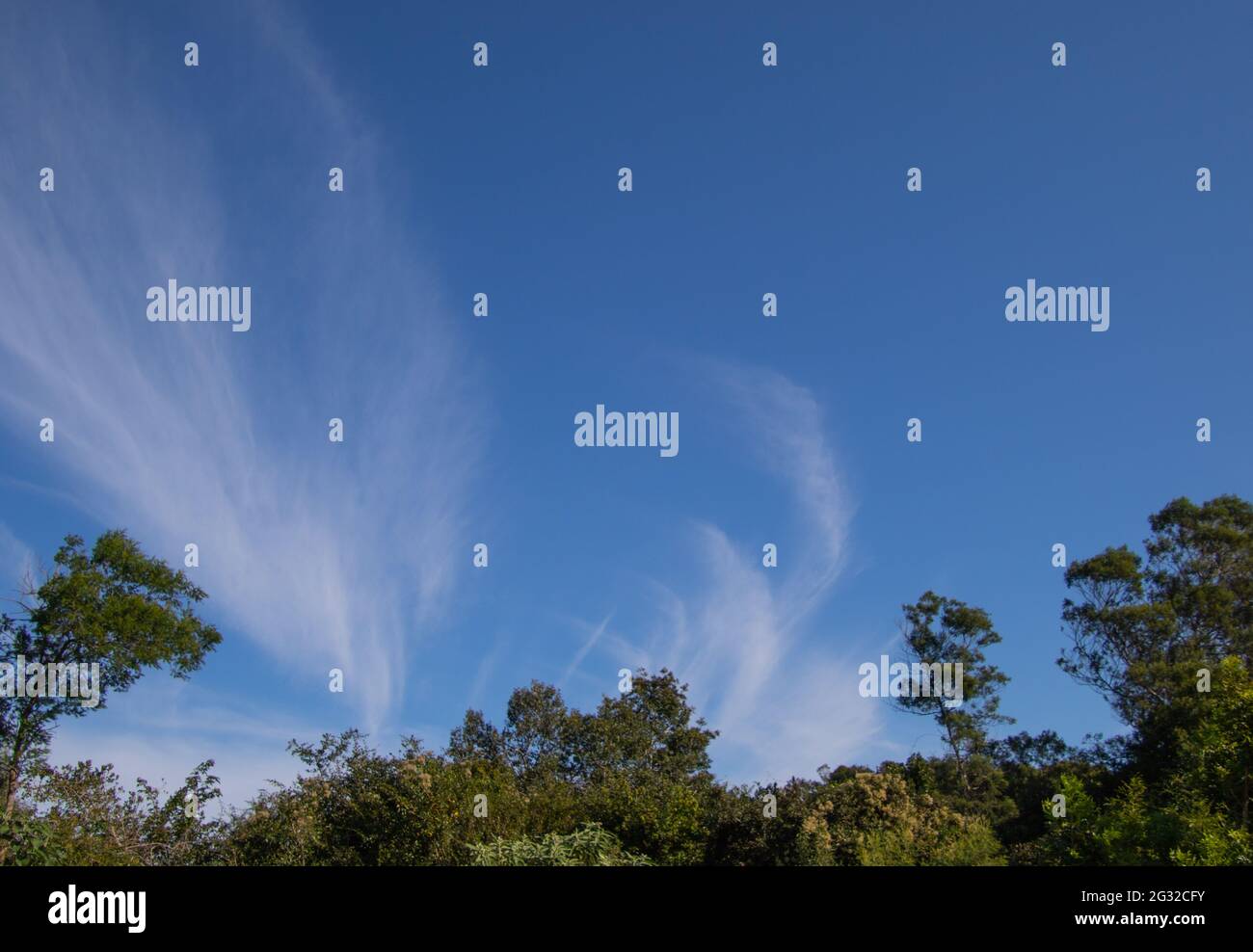 Harkerville forest hi-res stock photography and images - Alamy