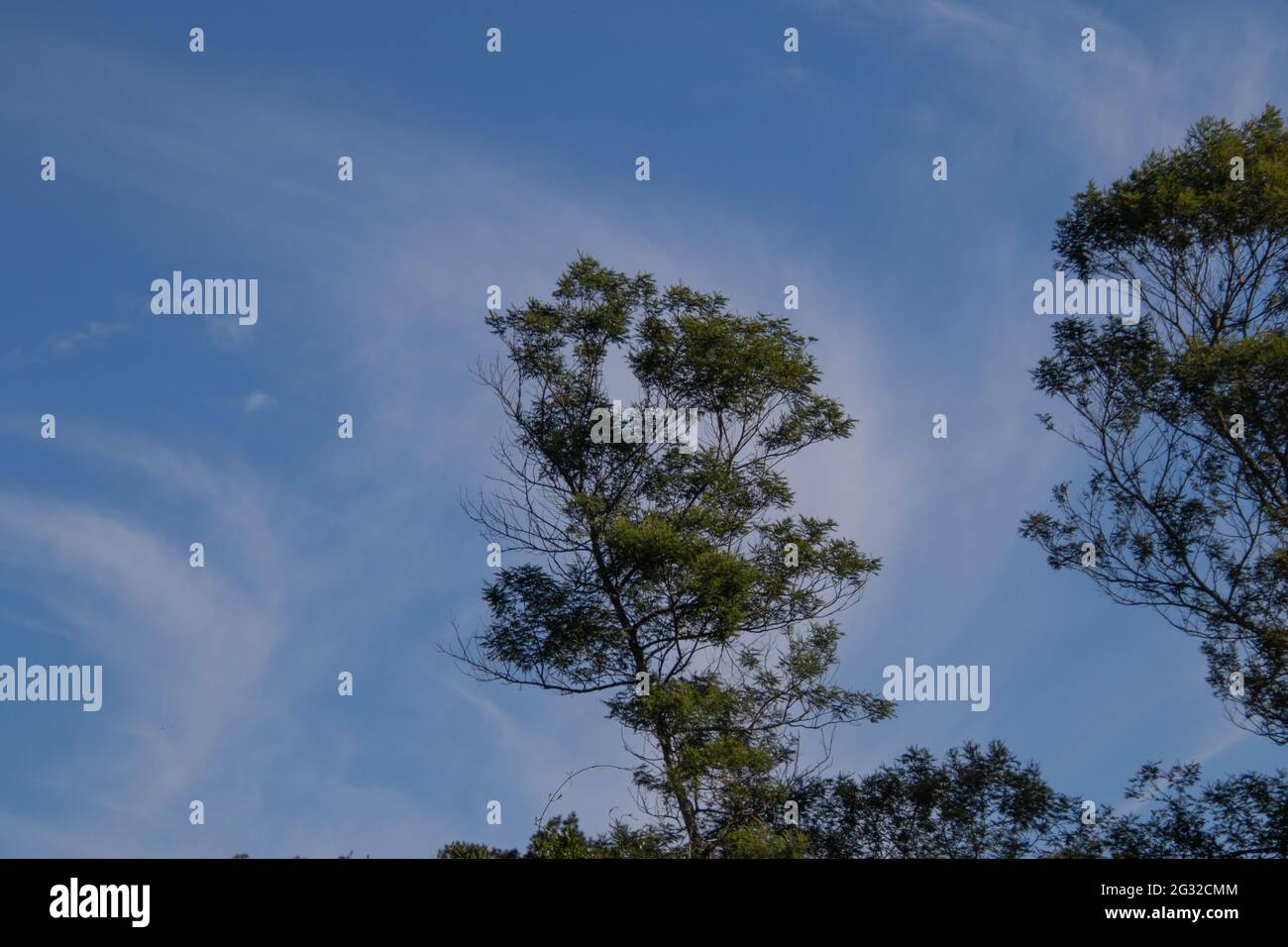 Cloud formations above the forest in Harkerville in South Africa Stock ...