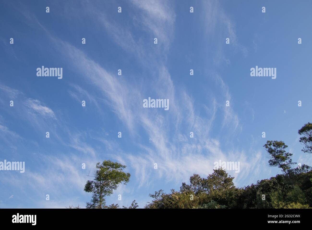 Harkerville forest hi-res stock photography and images - Alamy