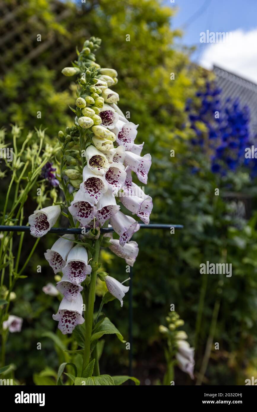 Digitalis purpurea 'Dalmatian White' Stock Photo - Alamy