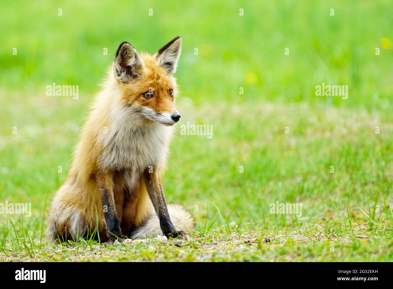a young brown fox sits in a green grass on a blurred background Stock ...