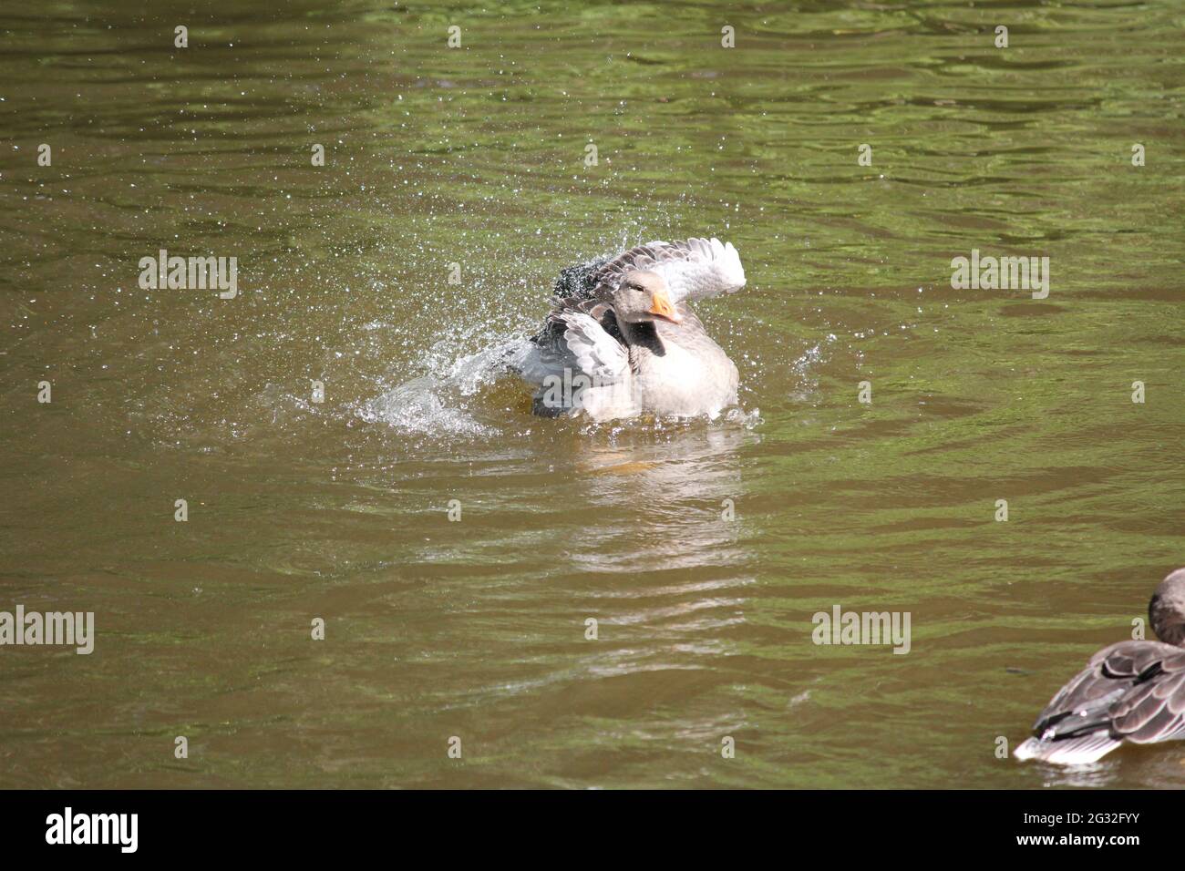 Geese In botanical garden in Utrecht, the Netherlands Stock Photo - Alamy