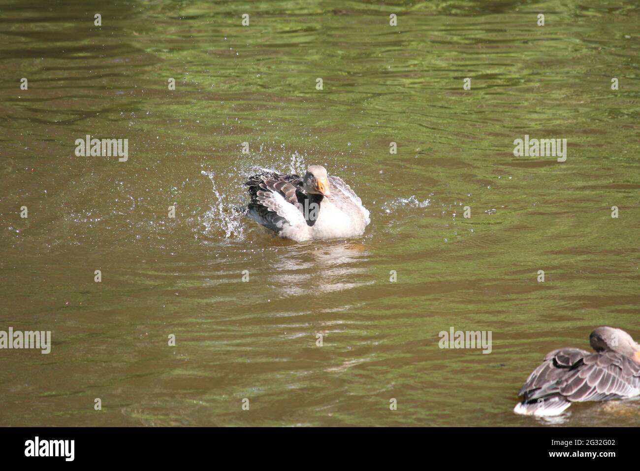 Geese In botanical garden in Utrecht, the Netherlands Stock Photo - Alamy
