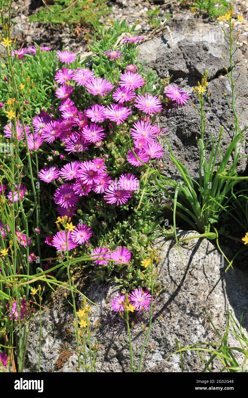 Delosperma cooperi leaves delosperma hi-res stock photography and ...