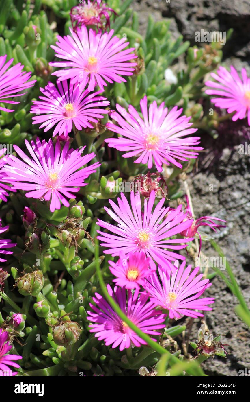 Delosperma cooperi leaves delosperma hi-res stock photography and ...