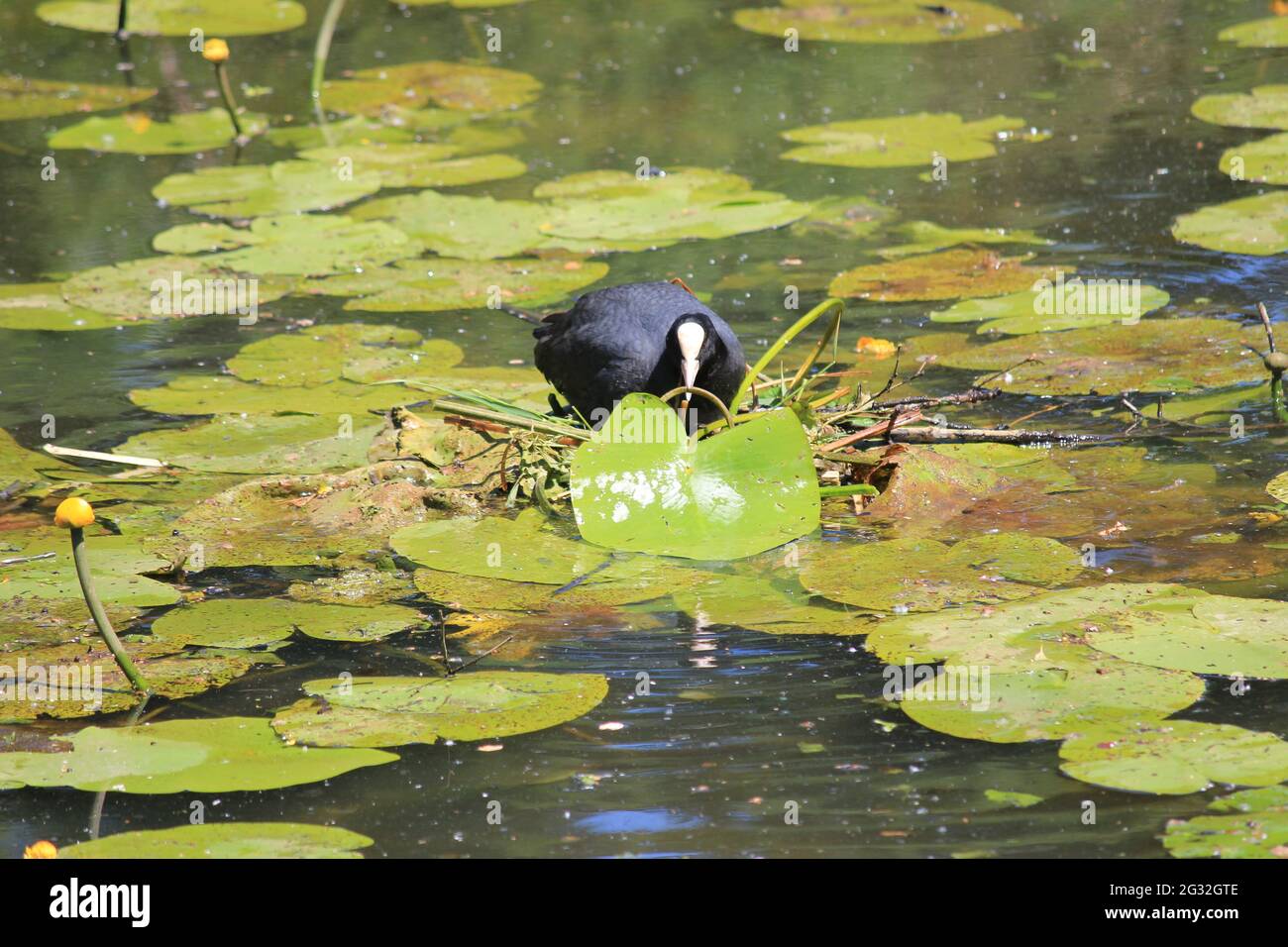 Birds live in freshwater hi-res stock photography and images - Alamy