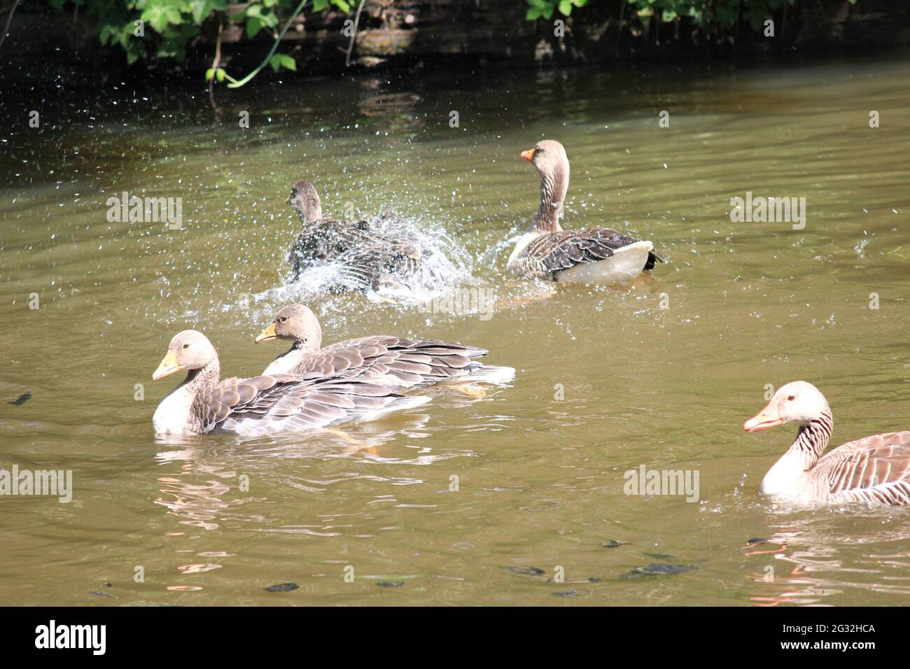 Geese In botanical garden in Utrecht, the Netherlands Stock Photo - Alamy