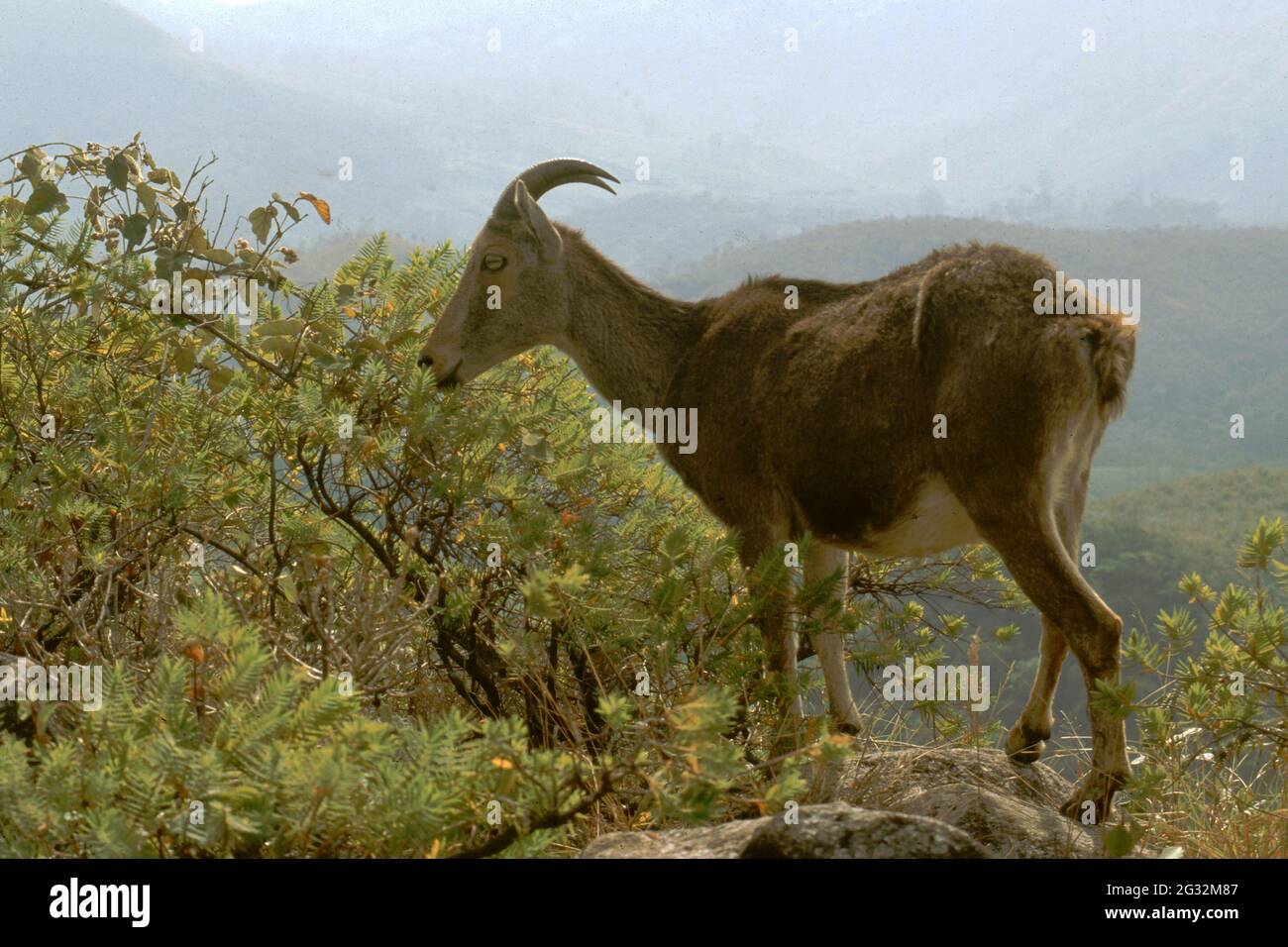 Nilgiri Tahr (Mountain Goat) standing on rock tip at Aravikulam ...