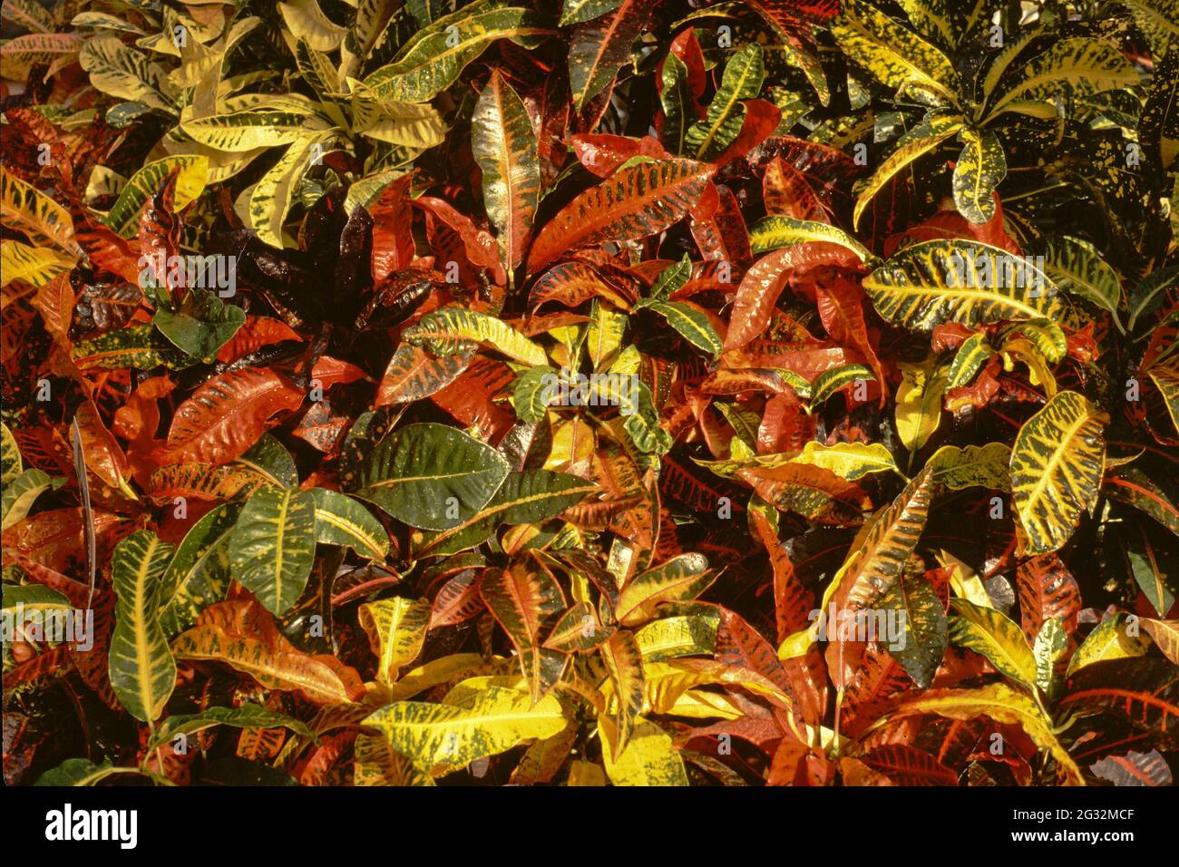A closeup of Crotons-Codiacum variegatum plant Stock Photo - Alamy