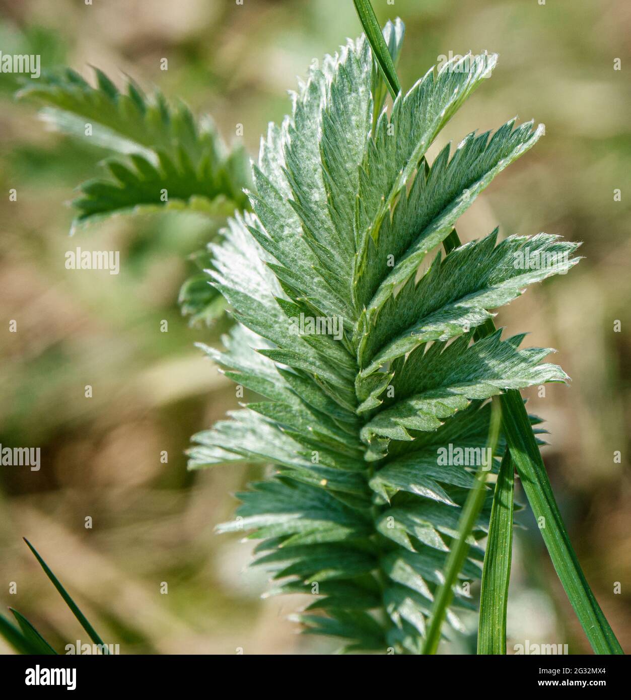 Plain beauty hi-res stock photography and images - Alamy