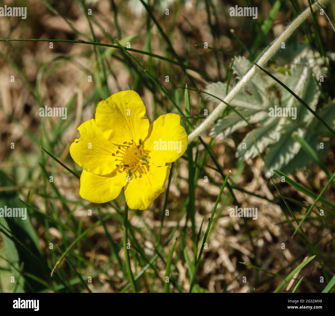 Wild silverweed growing on Salisbury Plain chalkland meadows Stock ...