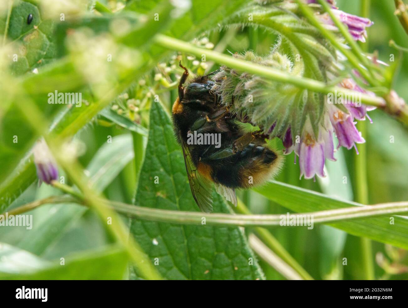 closeup of a male buff-tailed bumblebee gorging on wild comfrey Stock ...