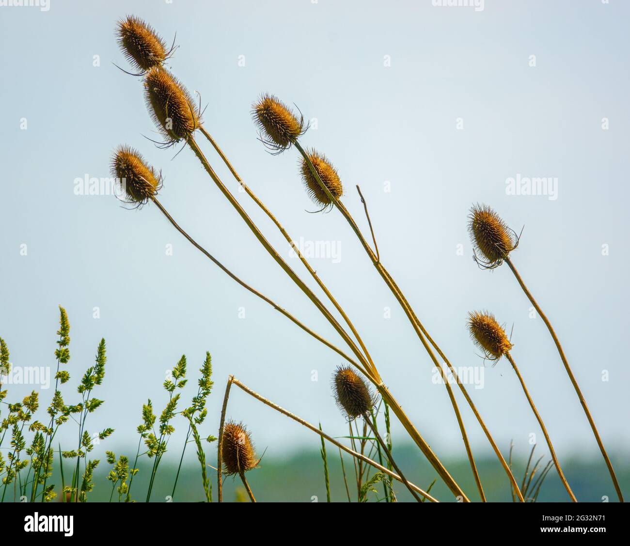 golden brown Dipsacus fullonum wild teasel thistle heads Stock Photo ...