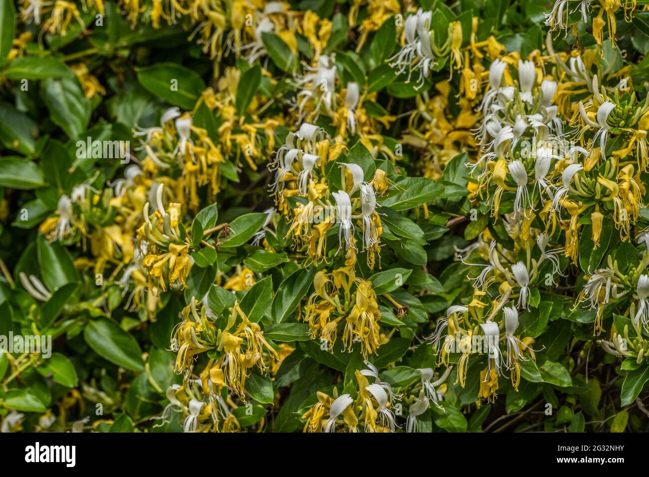 Honeysuckle Tree Flowers