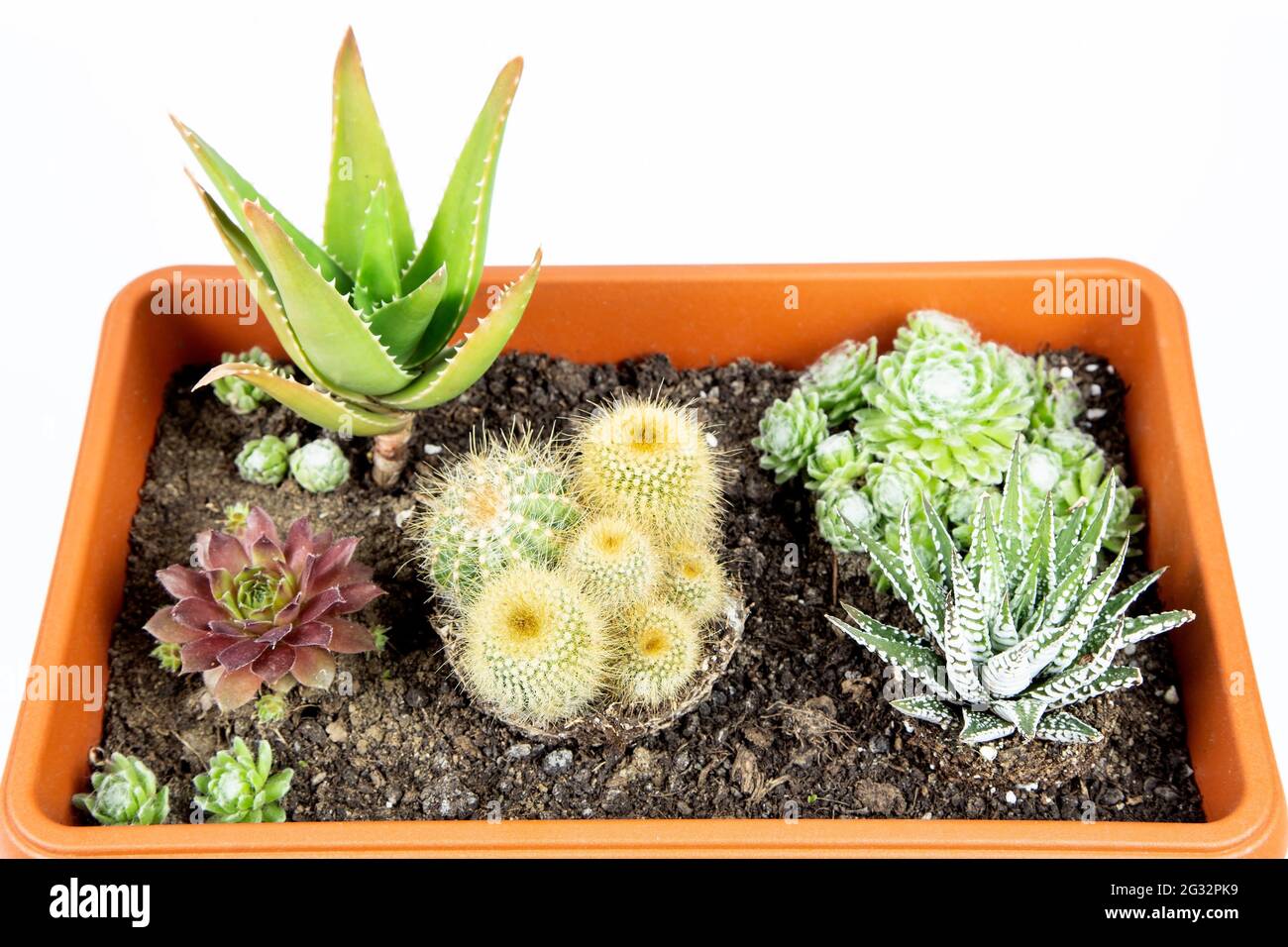 Lush succulents hi-res stock photography and images - Alamy